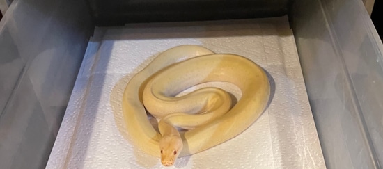 Pearl Green Grainte Burmese Python by Anaconda_keeper