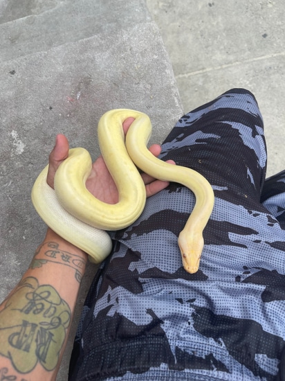 Pearl Green Grainte Burmese Python by Anaconda_keeper