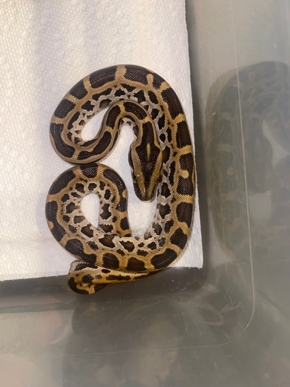 Normal Burmese Python by Anaconda_keeper