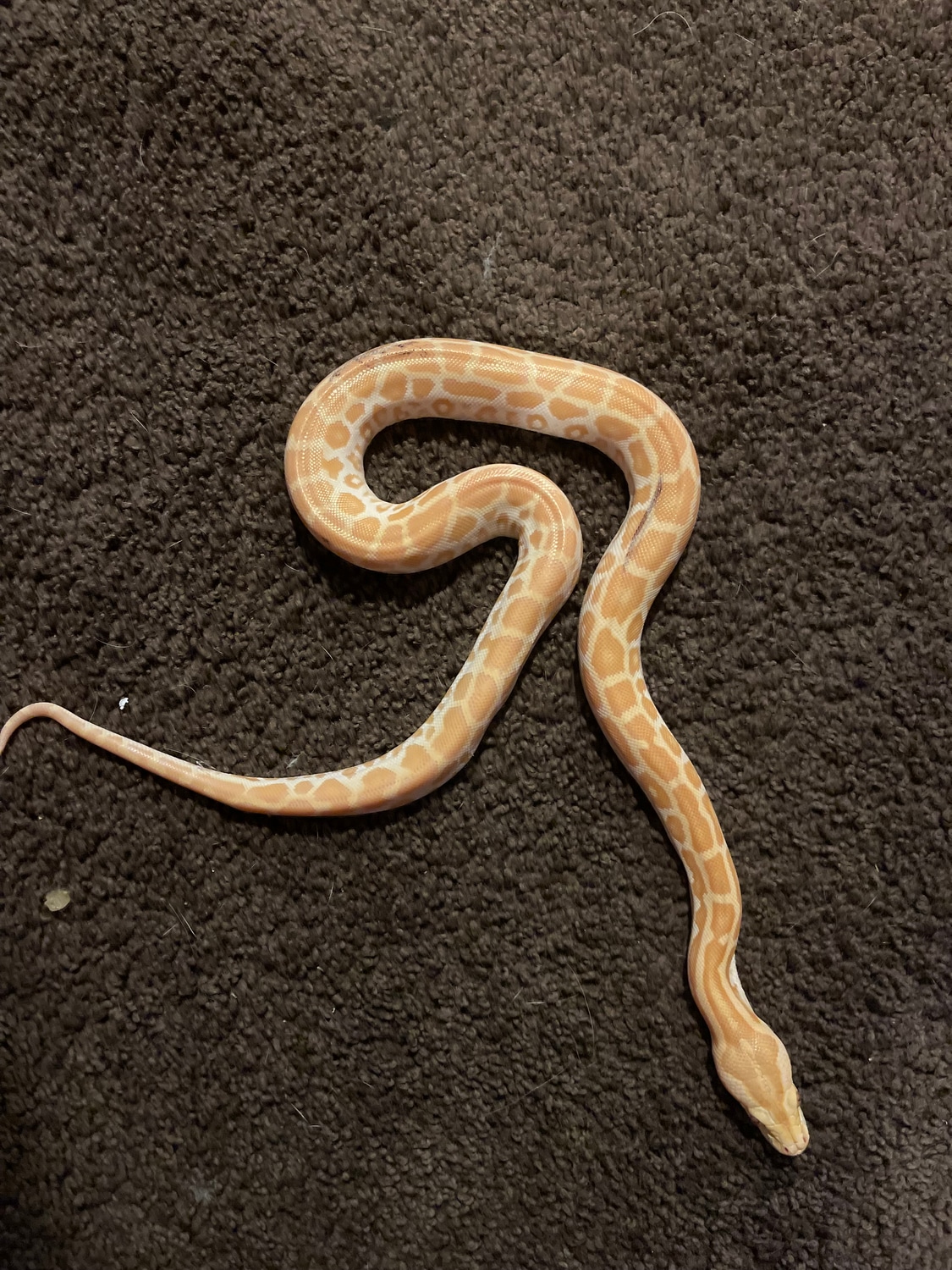 Pearl Burmese Python by Anaconda_keeper - MorphMarket