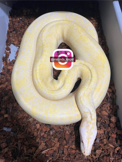 Caramel Granite Burmese Python by Anaconda_keeper