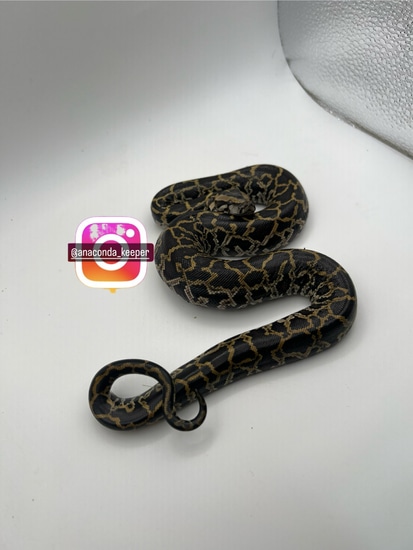 Normal 100% Het Caramel 100% Het Granite Burmese Python by Anaconda_keeper