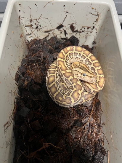 Hypo Het Green Burmese Python by Anaconda_keeper