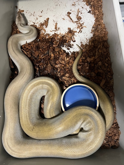 BREEDER Green Labyrinth Burmese Python by Anaconda_keeper