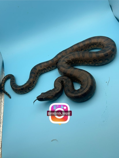 Free Shipping Anaconda by Anaconda_keeper