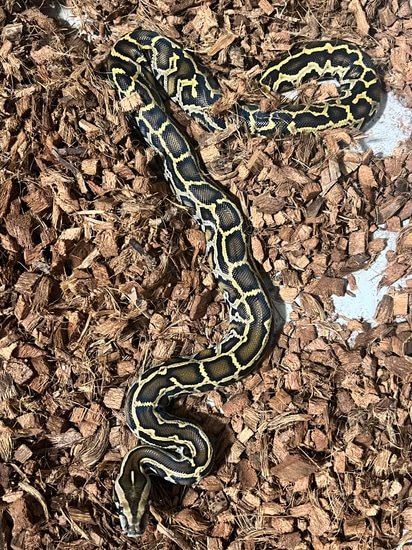 66% Het Pied Labyrinth Wei Line Caramel Burmese Python by Anaconda_keeper