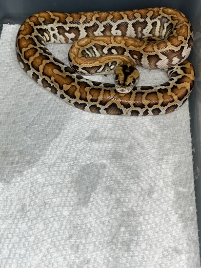 Champagne Female Burmese Python by Anaconda_keeper