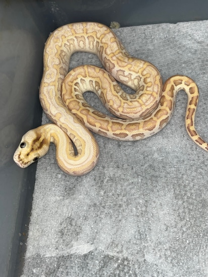 Hypo Champagne Burmese Python by Anaconda_keeper