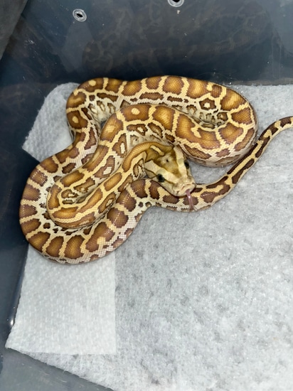 Hypo Burmese Python by Anaconda_keeper