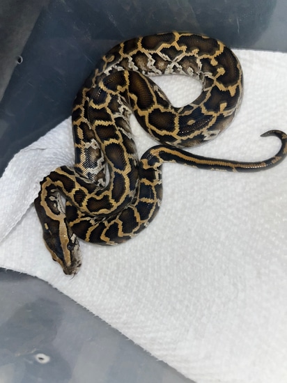 Normal 66% Het Champagne 66% Het Patternless Burmese Python by Anaconda ...