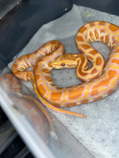 Albino Burmese Python by Anaconda_keeper