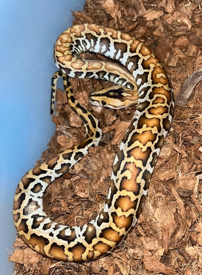 Champagne Burmese Python by Anaconda_keeper