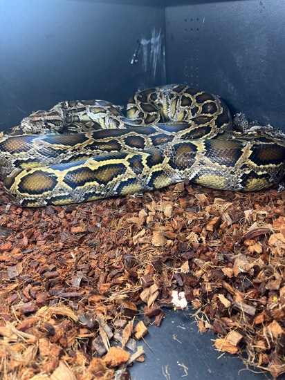 Normal Read Description Burmese Python by Anaconda_keeper