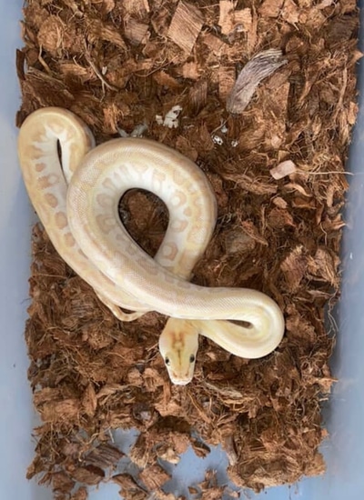 Hypo Champagne Last One Burmese Python by Anaconda_keeper