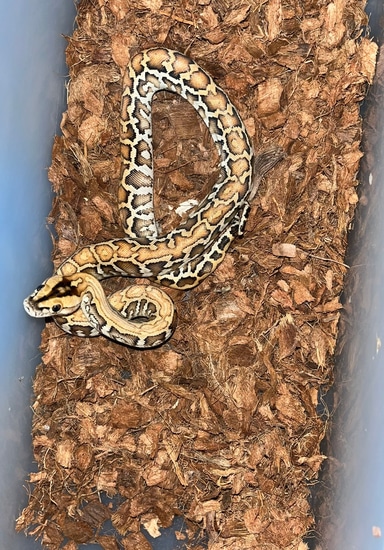 Champagne Burmese Python by Anaconda_keeper