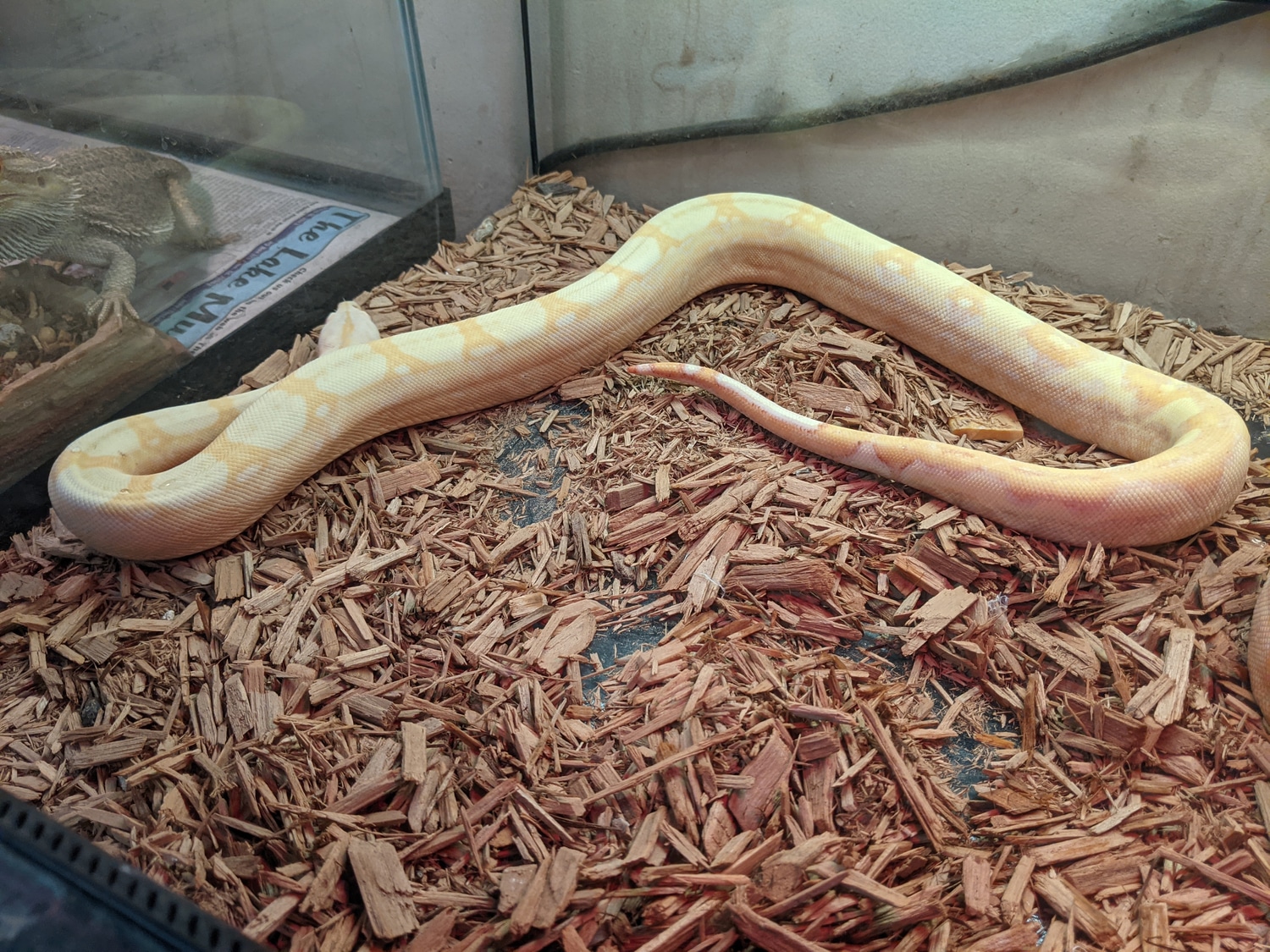 Kahl Line Sunglow Albino Boa Constrictor by Reptile City Lexington ...