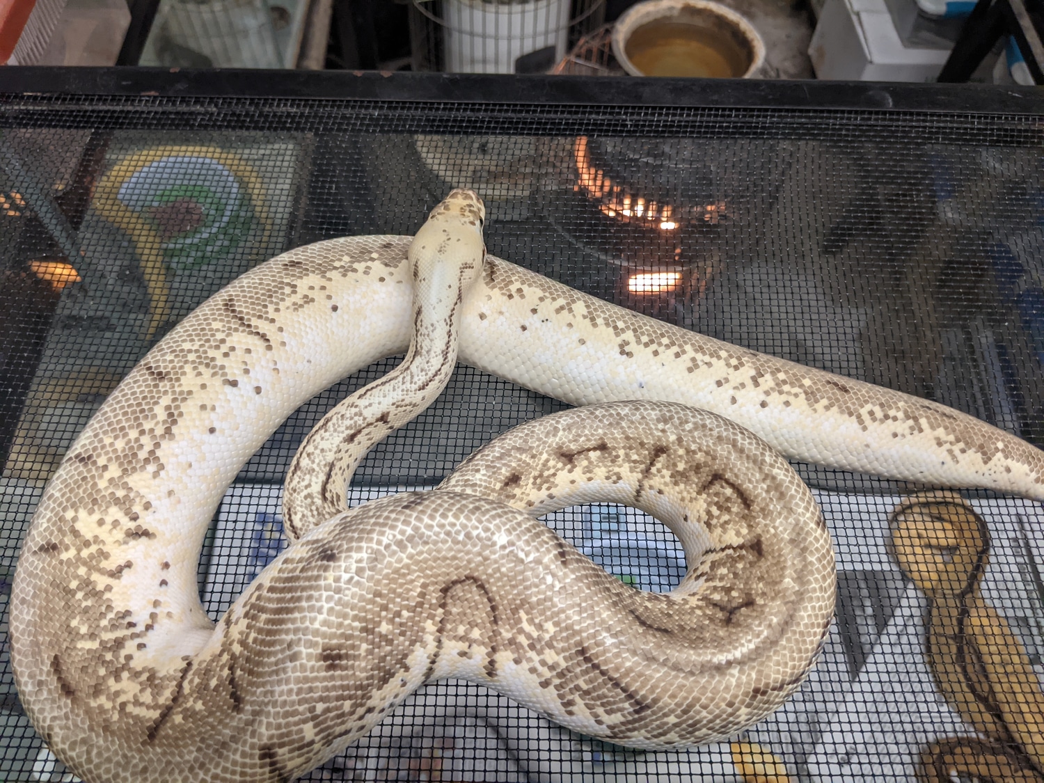 Enchi Killer Bee Ball Python by Reptile City Lexington South Carolina ...