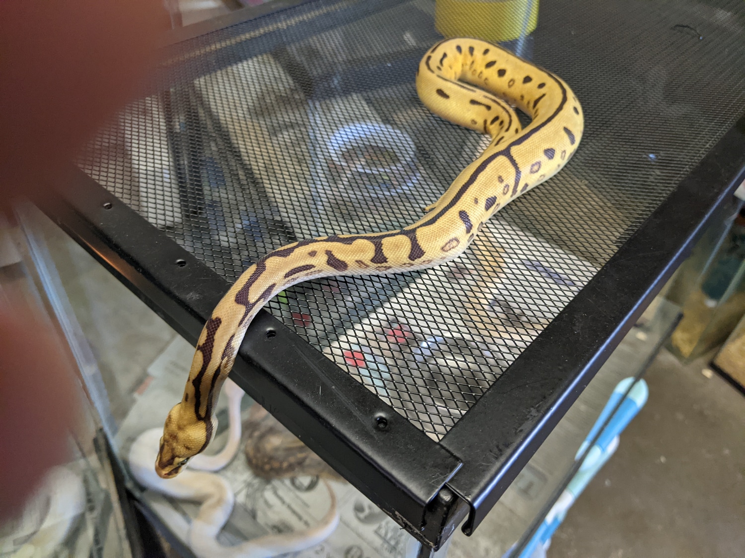 Enchi Spider Yellow Belly Leopard Ball Python by Reptile City Lexington ...