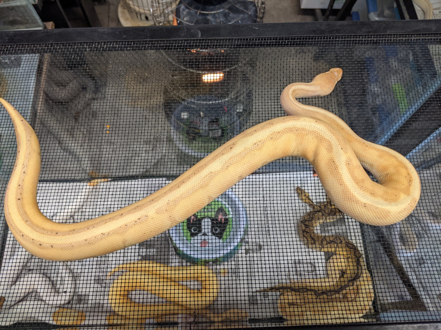 Banana Genetic Stripe Ball Python by Reptile City Lexington South ...
