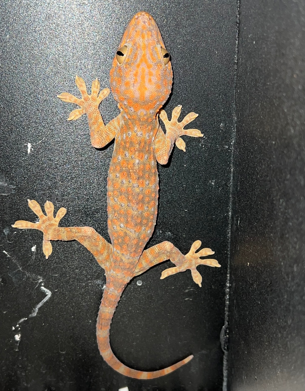 Albino Tokay Gecko by Sim Container - MorphMarket