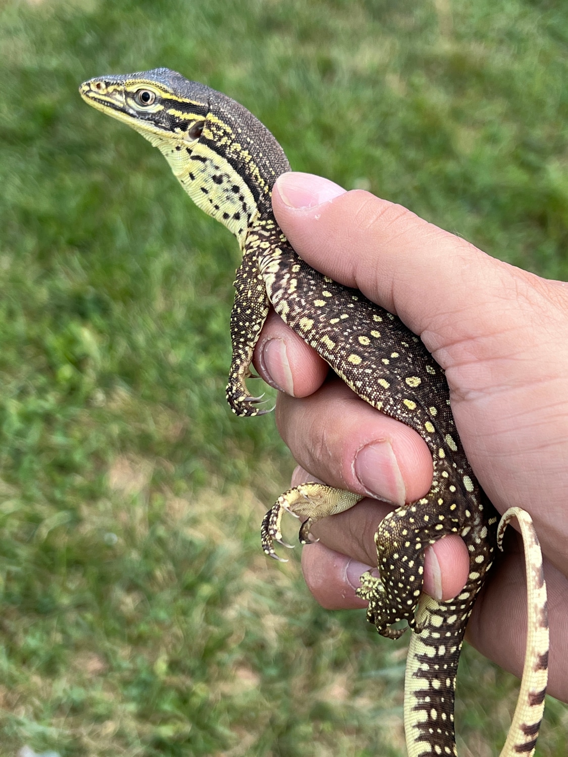 Argus Monitor Other Monitor by Sim Container - MorphMarket