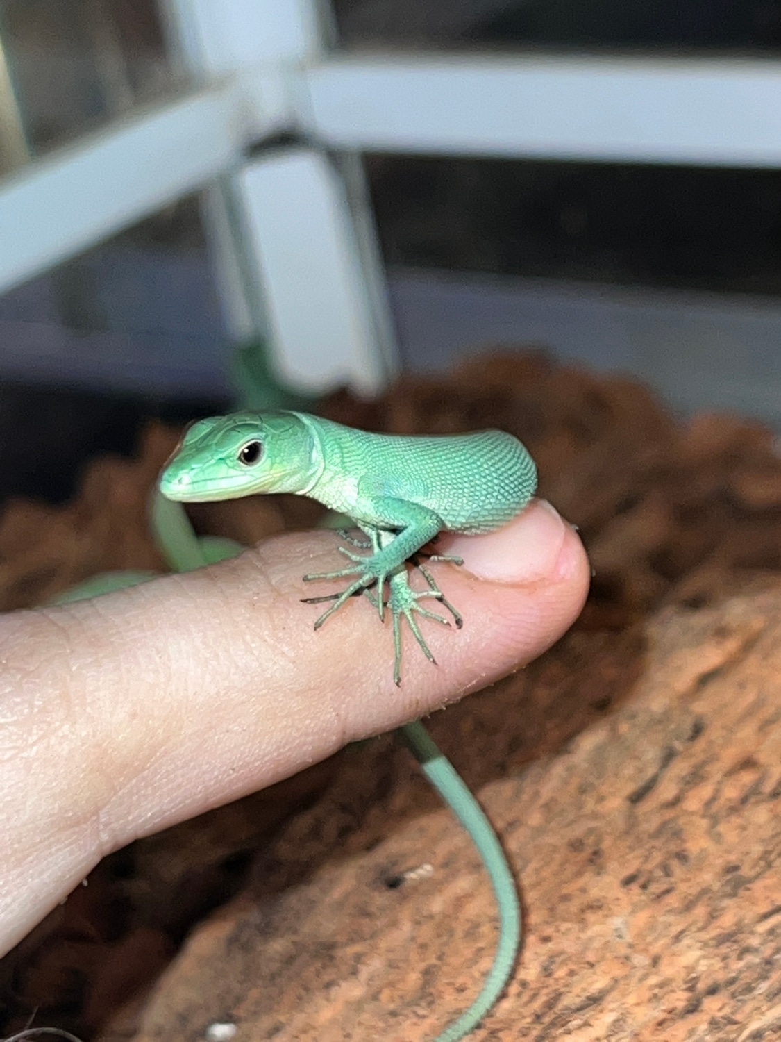 Green Keeled Lizards Gastropholis Prasina Other Lizard by Sim Container ...