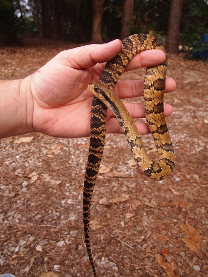 False Water Cobra More Colubrid by John Hannum