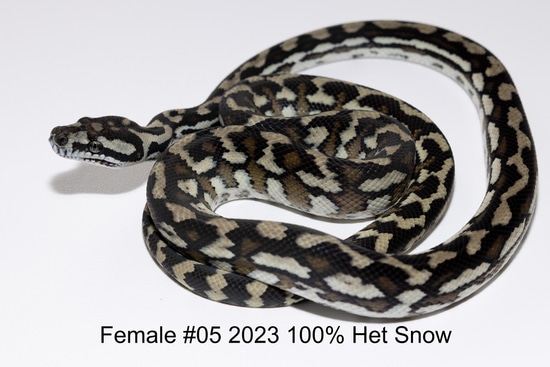 2023 Female 100% Het Snow Carpet Python Other Carpet Python by John ...