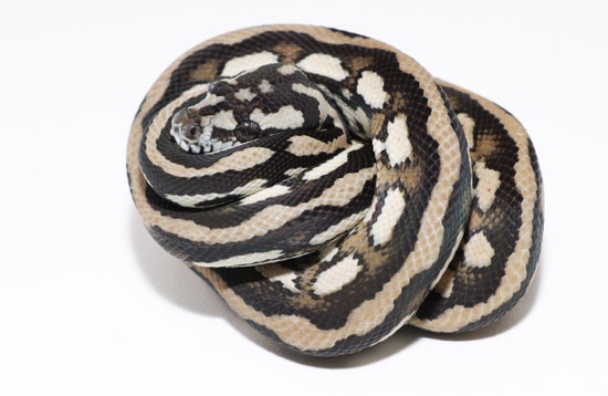 2023 Female 100% Het Snow Carpet Python Other Carpet Python by John ...