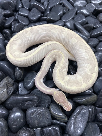Mystic Potion Poss Banana Ball Python by Black Rock Balls