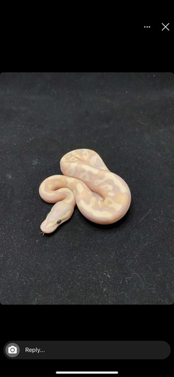 Collen Ball Python by Black Rock Balls