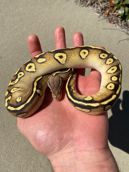 Bilmuri Ball Python by Black Rock Balls