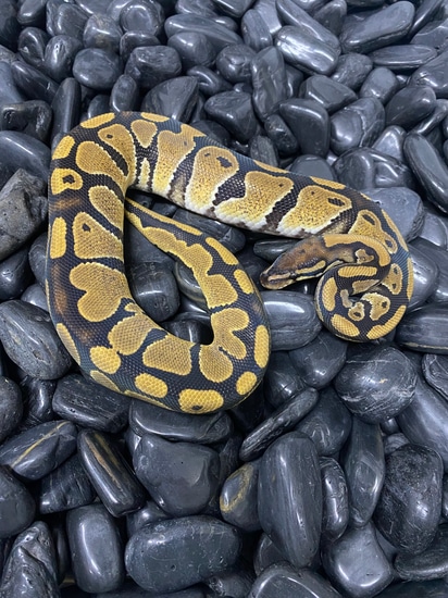 100% Pied Ball Python by Black Rock Balls