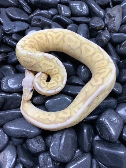 Coral Glow Black Pewter 50% Genetic Stripe Ball Python by Black Rock Balls