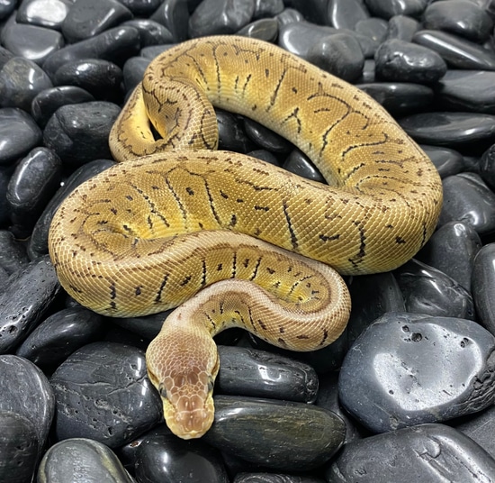 Pewter Pinstripe Poss Sandblast Ball Python by Black Rock Balls