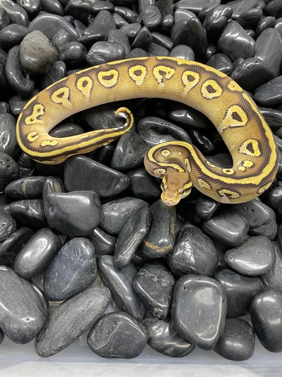 Pastel Mojave Poss Blackhead 66% Pied Ball Python by Black Rock Balls