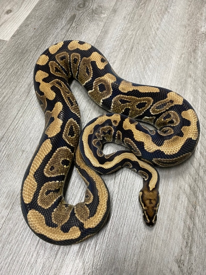 Spotnose Ball Python by Black Rock Balls