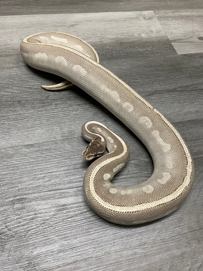 Mystic Potion Ball Python by Black Rock Balls