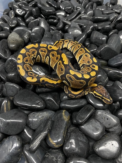 Normal 100% Candy 50% Pied Ball Python by Black Rock Balls