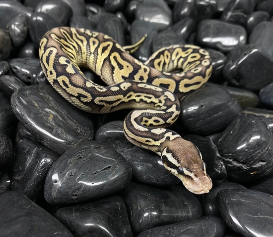 Pastel HRA/Cinnamon Mystic 66% Genetic Stripe Ball Python by Black Rock ...