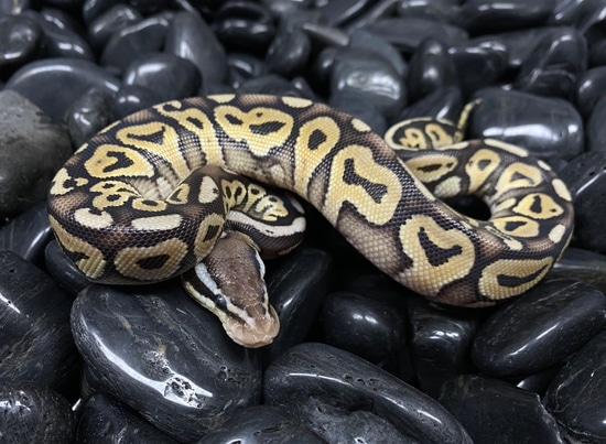 Pastel Cinnamon/HRA 66% Genetic Stripe Ball Python by Black Rock Balls