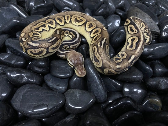 Pewter 100% Candy 50% Pied Ball Python by Black Rock Balls