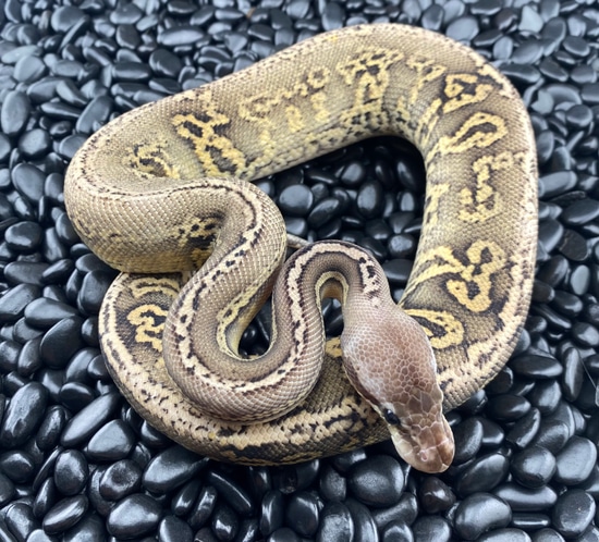 Acid HRA Cinnamon Mystic Pastel 66% Genetic Stripe Ball Python by Black ...