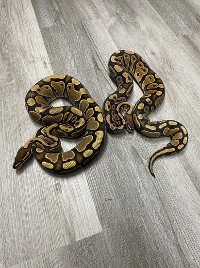 PAIR 1.1 YB/Asphalt Ball Python by Black Rock Balls