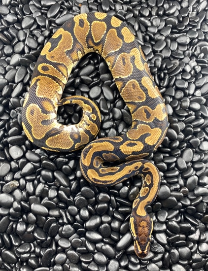 Yellowbelly Ball Python by Black Rock Balls