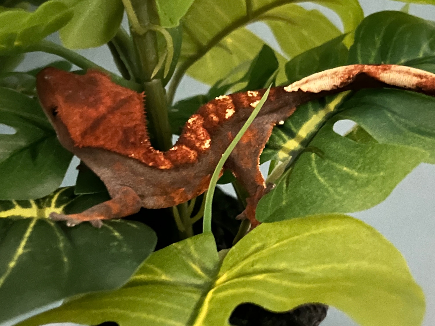 Almost Halloween Flame Crested Gecko by Critter Cabin - MorphMarket