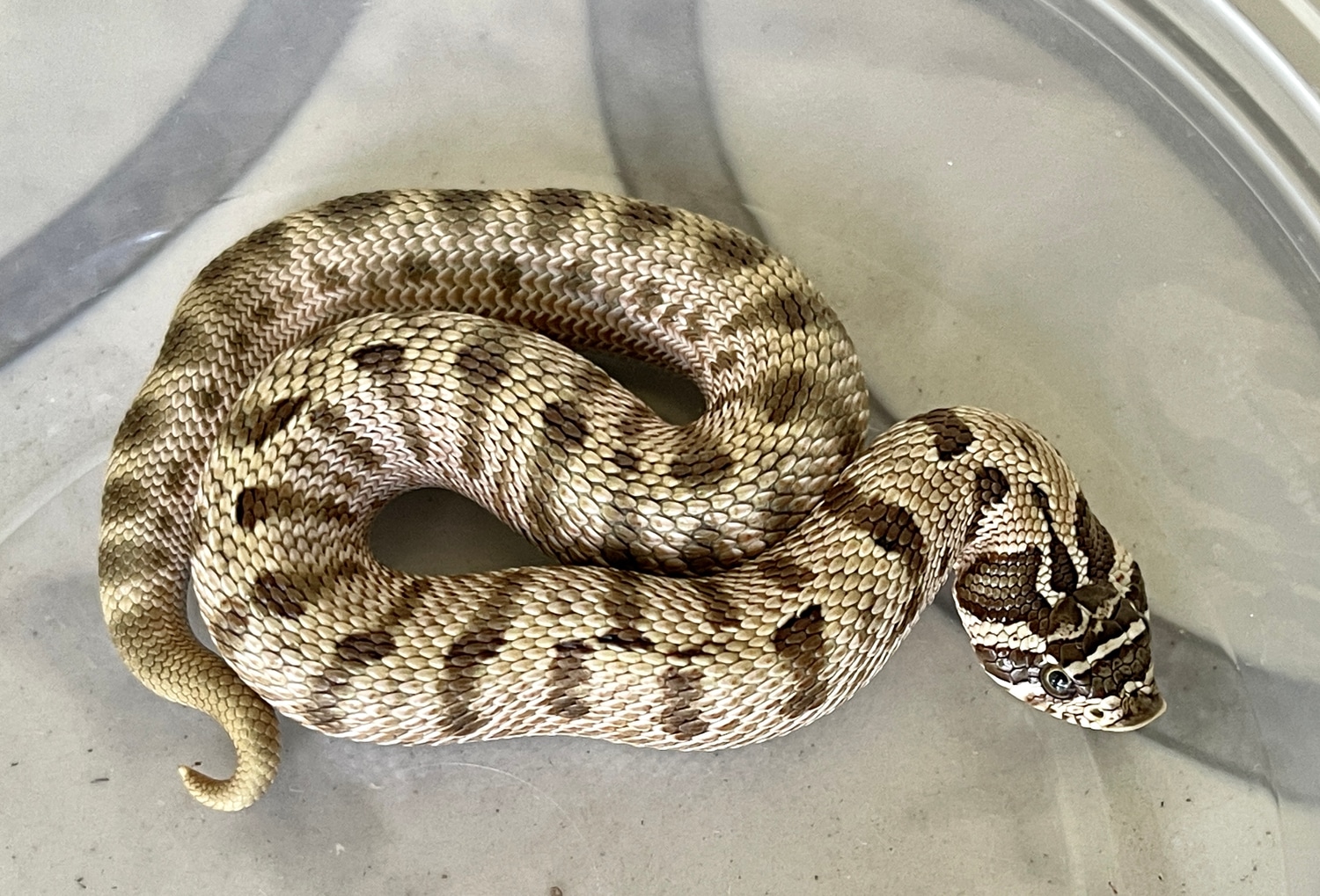 66% Het Pink Pastel Arctic Conda Western Hognose by Designer Morphs ...