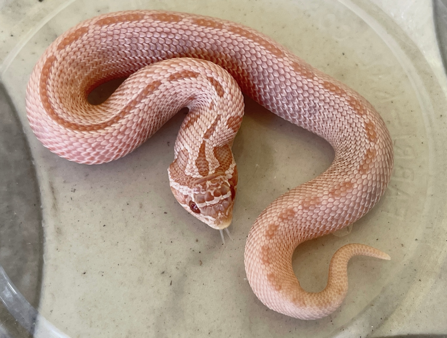 66% Het Pink Pastel Arctic Conda Western Hognose by Designer Morphs ...