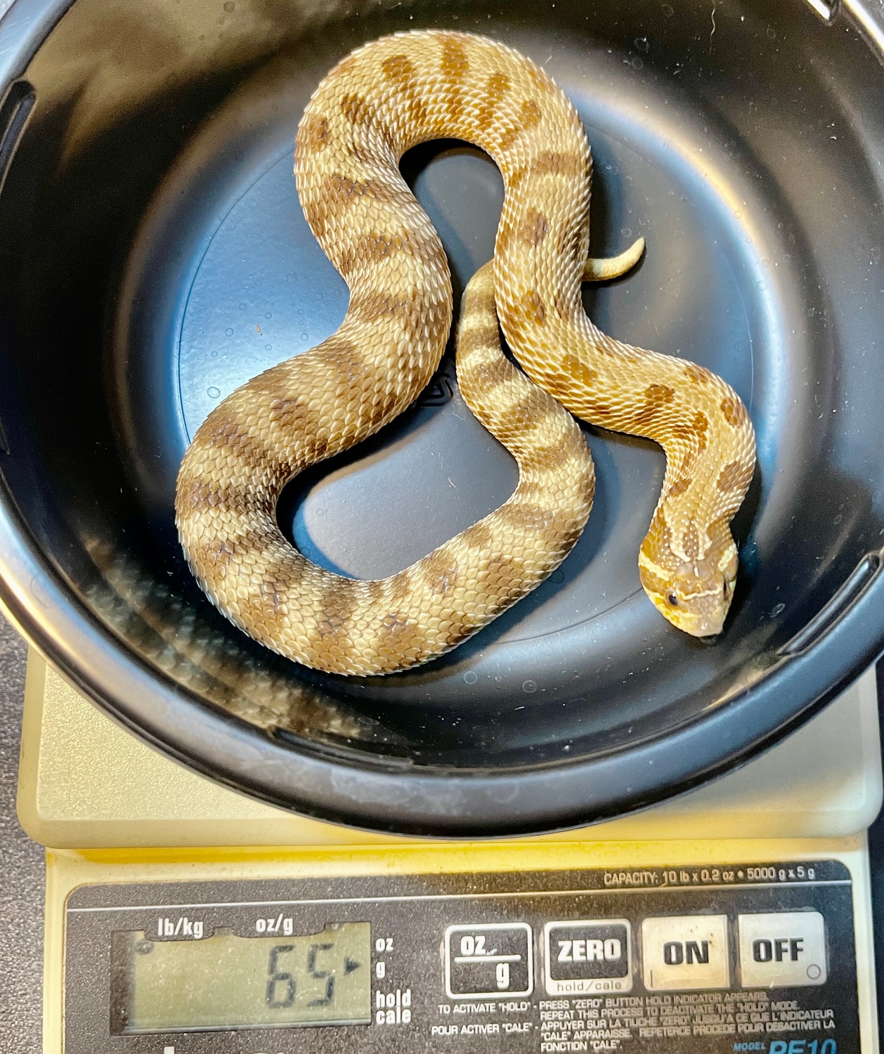 Conda 66%het Pink Pastel Western Hognose by Designer Morphs - MorphMarket