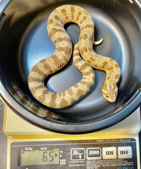 Conda 66%het Pink Pastel Western Hognose by Designer Morphs (John Berry)